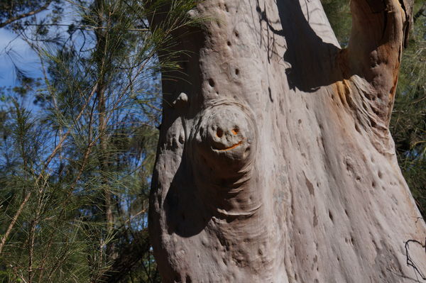 Smiling Tree: Just as I was leaving the national park, and just as I ...
