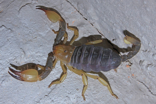 AFRICA: If Creepy Creatures bother you, don't look: Here are some ...