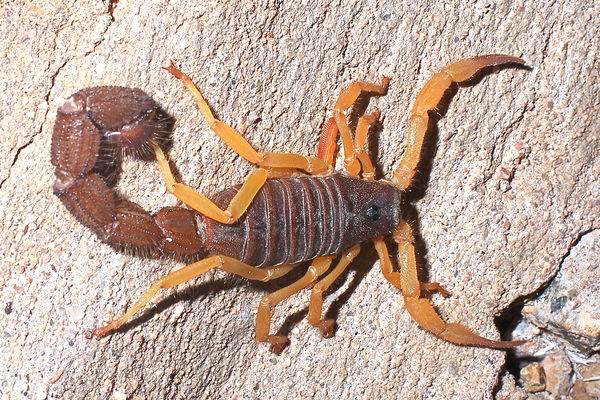 AFRICA: If Creepy Creatures bother you, don't look: Here are some ...