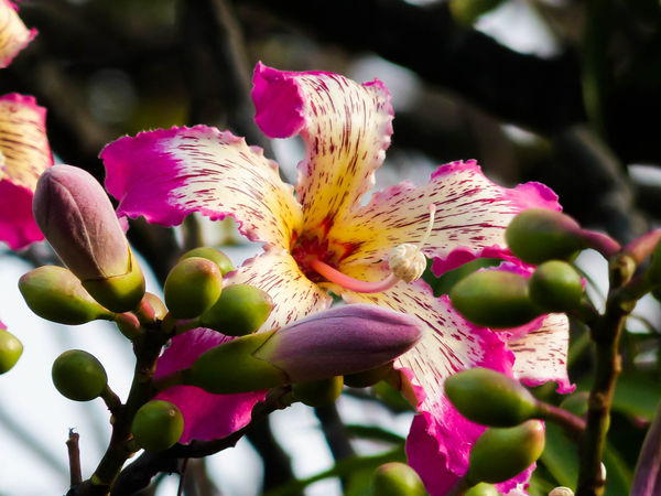 Some Balboa Park tropical flowers: The Cotton Pod tree develops large ...