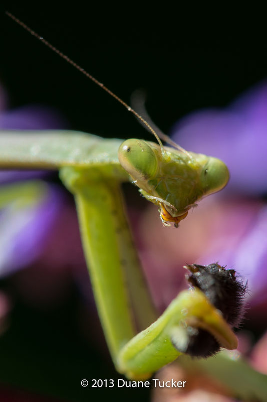 Praying Mantis macros: Hi All, I've been a member of Ugly Hedgehog for ...