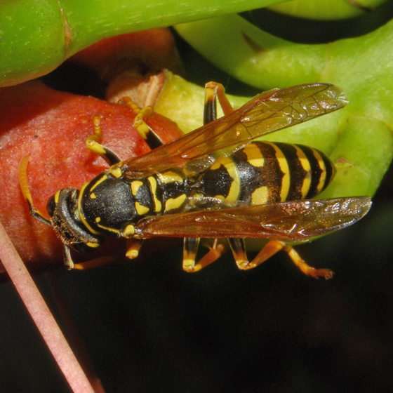 Georgia Wasps