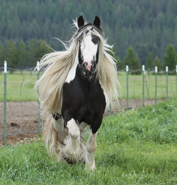 Gypsy Caravan Horses: A horse type that became a breed in 1996 ...