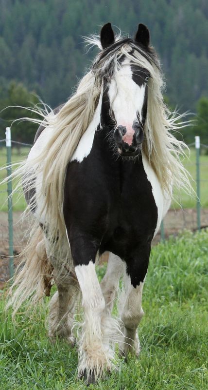 Gypsy Caravan Horses: A horse type that became a breed in 1996 ...
