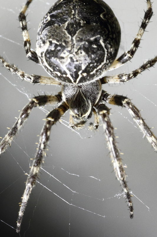 Chicago Tunnel Spiders: As most everywhere, the spiders like to spin ...