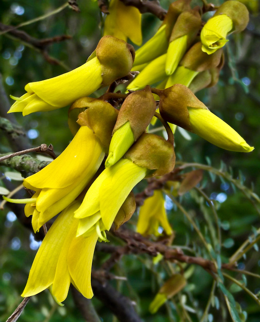 Spring in NZ: In Maori language, the colour yellow is KOWHAI ...
