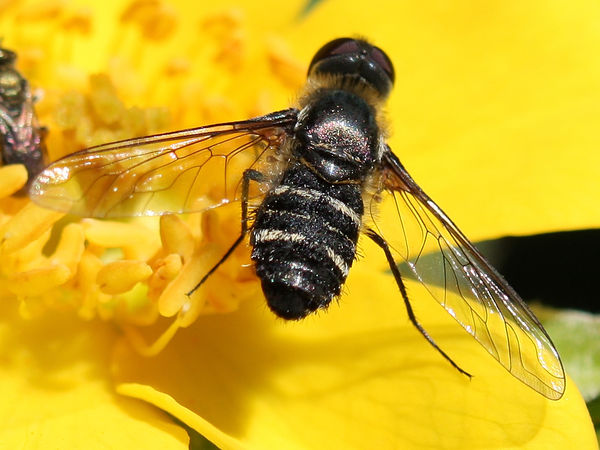 Some very pretty insects! So many of the insects that I encounter in my ...