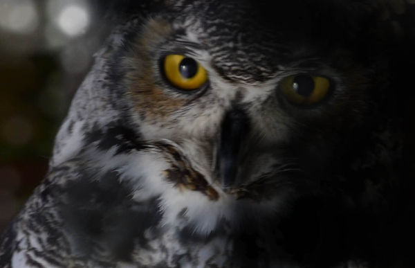 Owl Be Looking At You: Just a little PP...