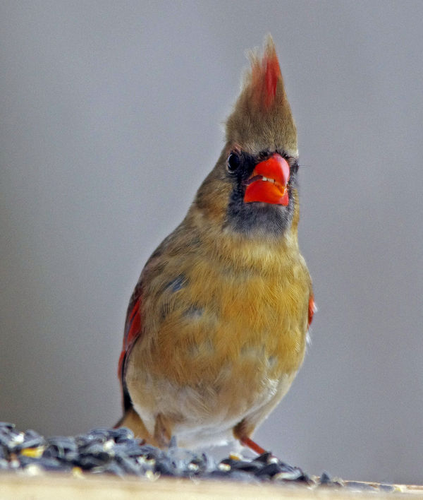 Female Cardinal (Ugly Bird): This female cardinal with her mouth full ...