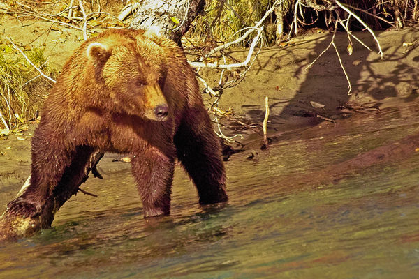 Dare to watch the Beautiful Griz Bear? Had a photographic encounter ...