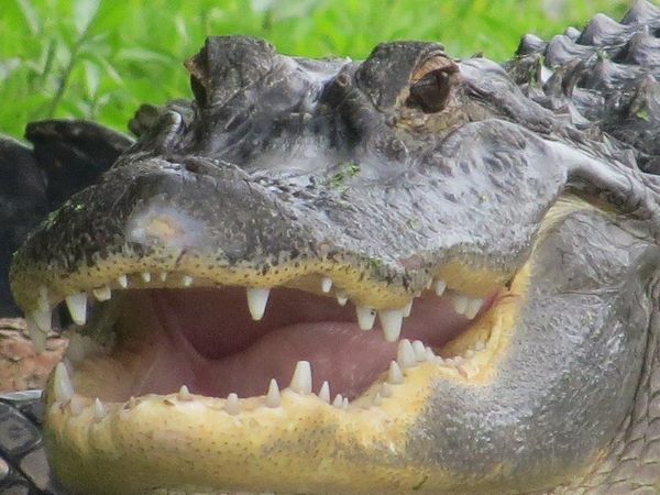 gators: gator series...