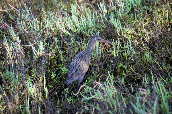 Endangered Species" Light Footed Clapper Rails": First sighting in ...