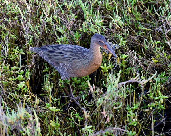 Endangered Species" Light Footed Clapper Rails": First sighting in ...