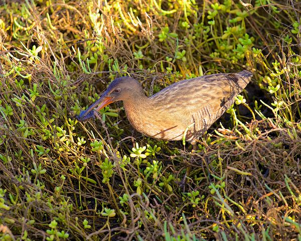 Endangered Species" Light Footed Clapper Rails": First sighting in ...