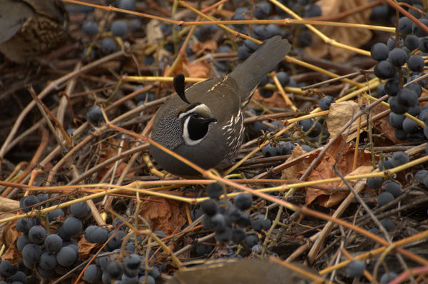 Quail on the Grapes: Grapes in the Quail...