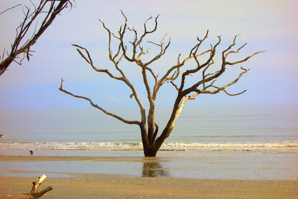 Botany Bay - Tree Boneyard: Last week I went to Botany Bay to walk the ...