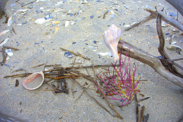 Botany Bay - Tree Boneyard: Last week I went to Botany Bay to walk the ...