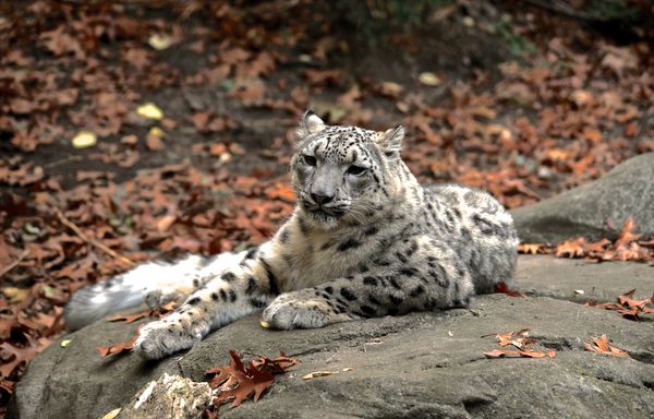 Snow Leopard & bald eagles: From my trip to the Roger Williams Park Zoo.
