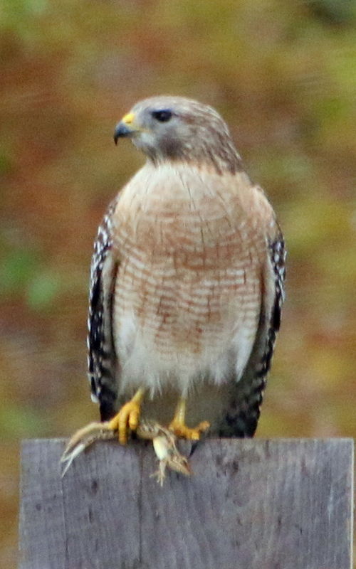 red sholdered hawk eating frog: Hawk eating frog...