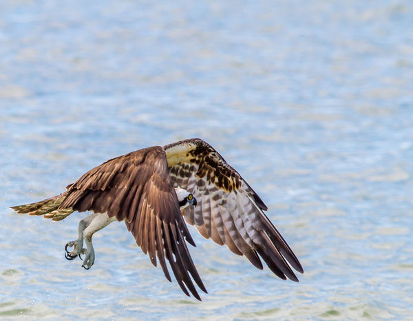 Embarrassment ? Embarrassed for not catching a fish this time ...