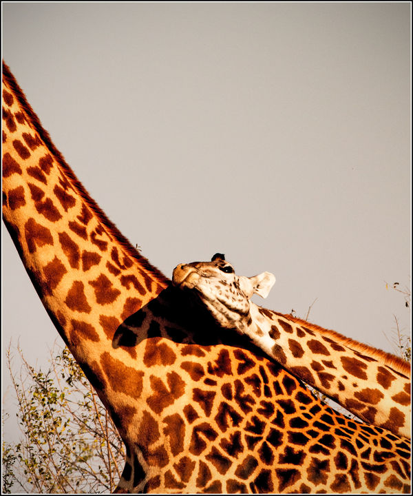 Exhausted Young Giraffe: This young Rothchild's Giraffe was tired after ...