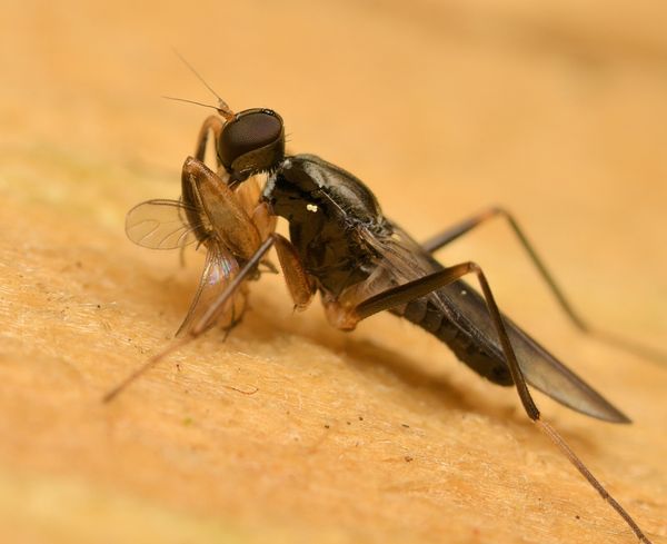 texas springtails: the globular kind,and a new bug (to me) eating ...