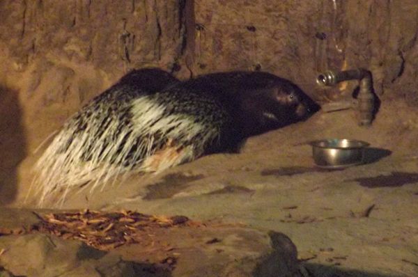 African Porcupine: This one lives in the RainForest building in the ...