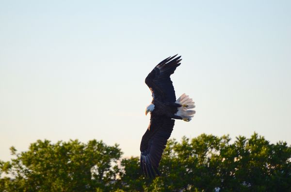Eagle: This guy was chasing something in my backyard this morning!