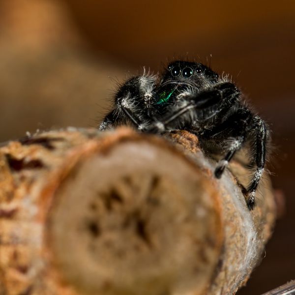 bold jumping spider, other views: had it in custody for a couple of ...