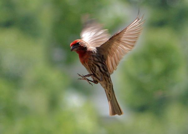 Small birds in flight: The migrant birds have already pushed through ...
