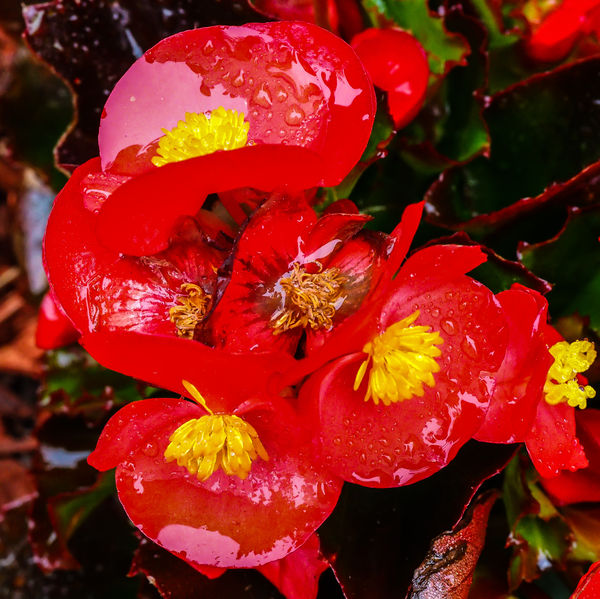 Barbara's Garden: Handheld close-ups from my wife's front garden.