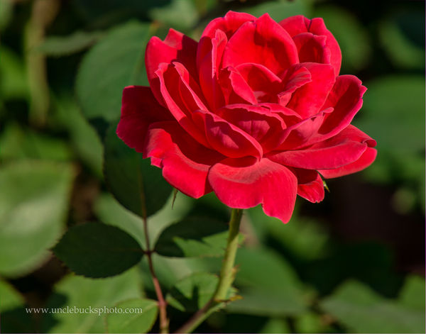 A Few Evening Roses: Shot these this evening. It's been a good year for ...