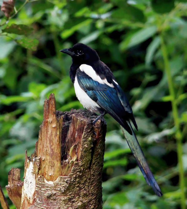 A Magpie posed for me: Taken at Pennington flash and treated with a ...