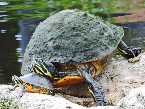 Animals and their babies: Here are just a few of the animals with their ...