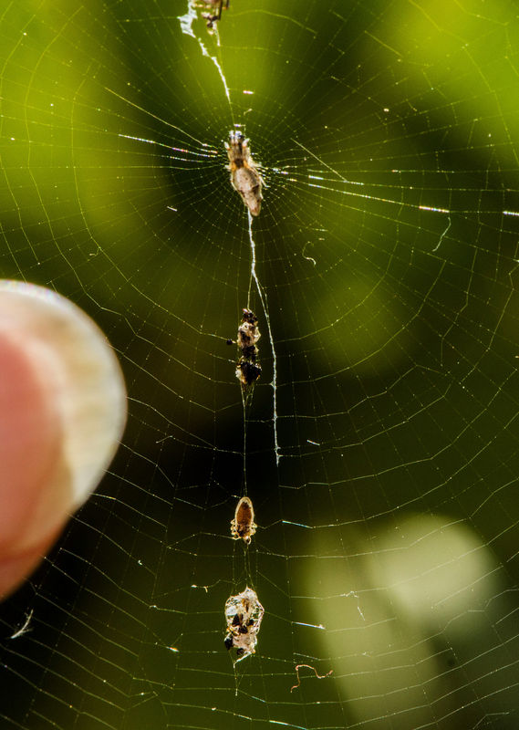 Tiny Orb spider, his prey and his stores: My finger shows the size of ...