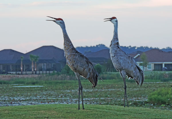 Sand Crane Photos: Here are a couple of a pair of sand cranes that came ...