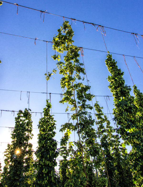 Harvesting Hops - there's a good chance your beer started here :): The ...