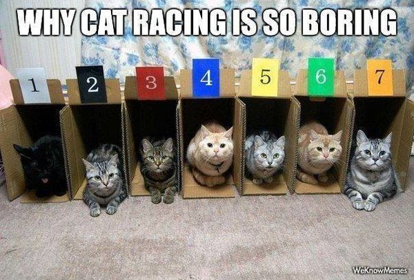 Cat Racing (One for cat lovers): I want one!!!