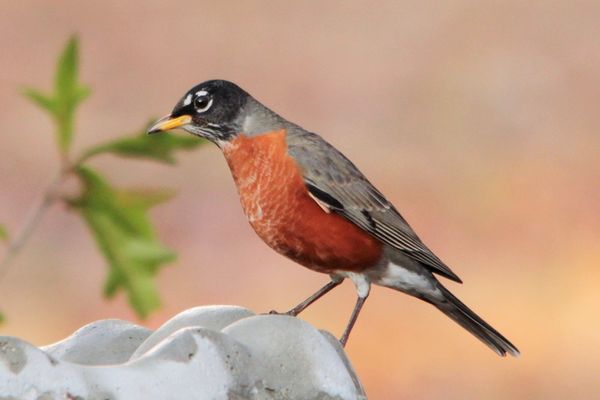 When the Red, Red Robin: I'll leave it at that.