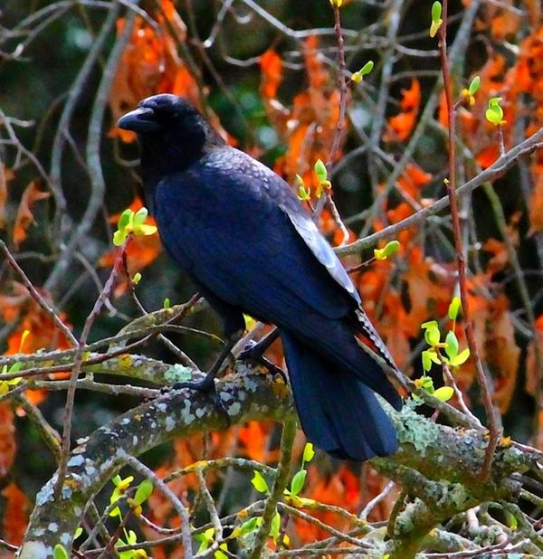 A Black Crow with an Autumn background: Crow in the backyard, looked so ...