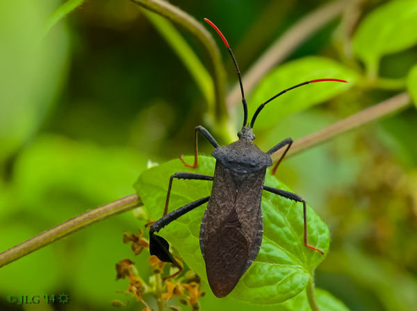We call these "Stink Bugs" .. what do you call it? I know some of you ...