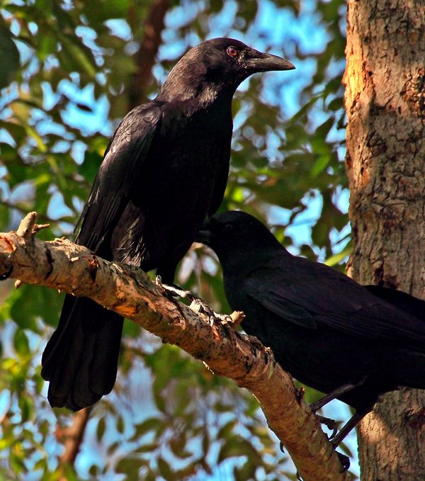 The American Crow: Eight images in all...enjoy!