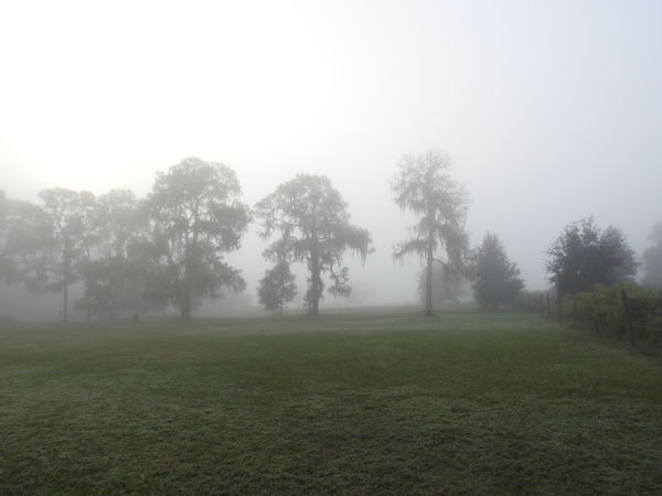 really too foggy this morning: I love taking photos in the fog but this ...