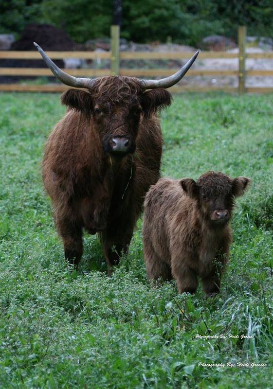 Baby Highlander: I stopped by Tumbledown Farms to see the newest little ...