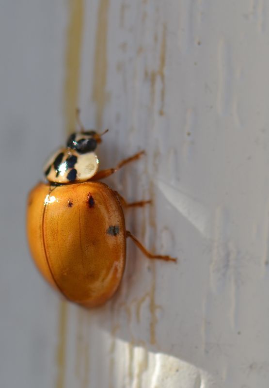 Its the attack of: the lady bug hoard!!!!! I went outside just now and ...