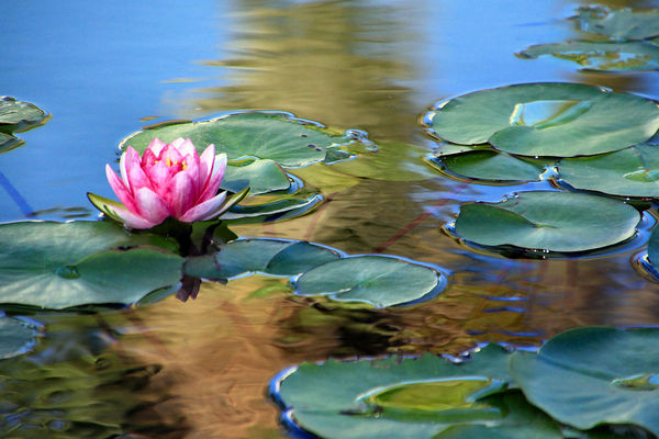 Balboa Park Flowers: I took a lot of flower shots when I was in San ...