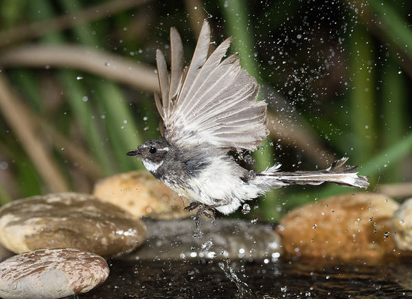 Bathing Grey Fantail ( Australian Bird): The Grey Fantail is a small ...