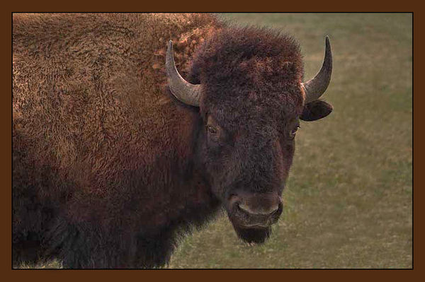 Buffalo: Hard to comprehend that so many buffalo were running years ago ...