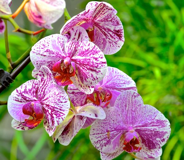 Think Spring - Think Flowers: Think Spring - Think Flowers...