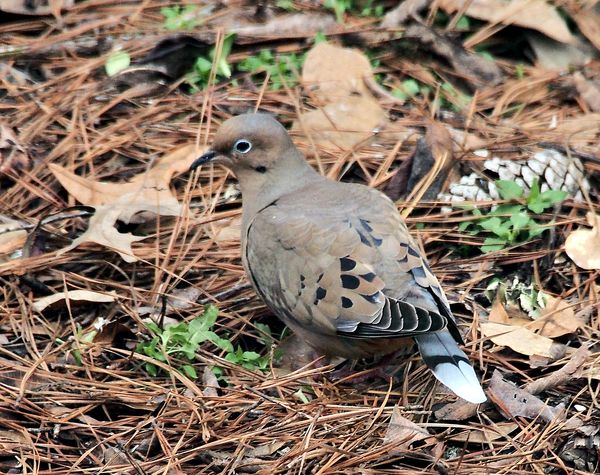 Strange White Tailed Dove: Was looking out my kitchen window and saw ...